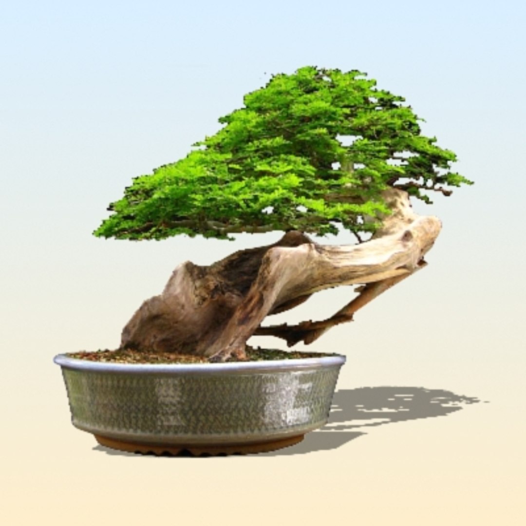 max dwarfish trees plant