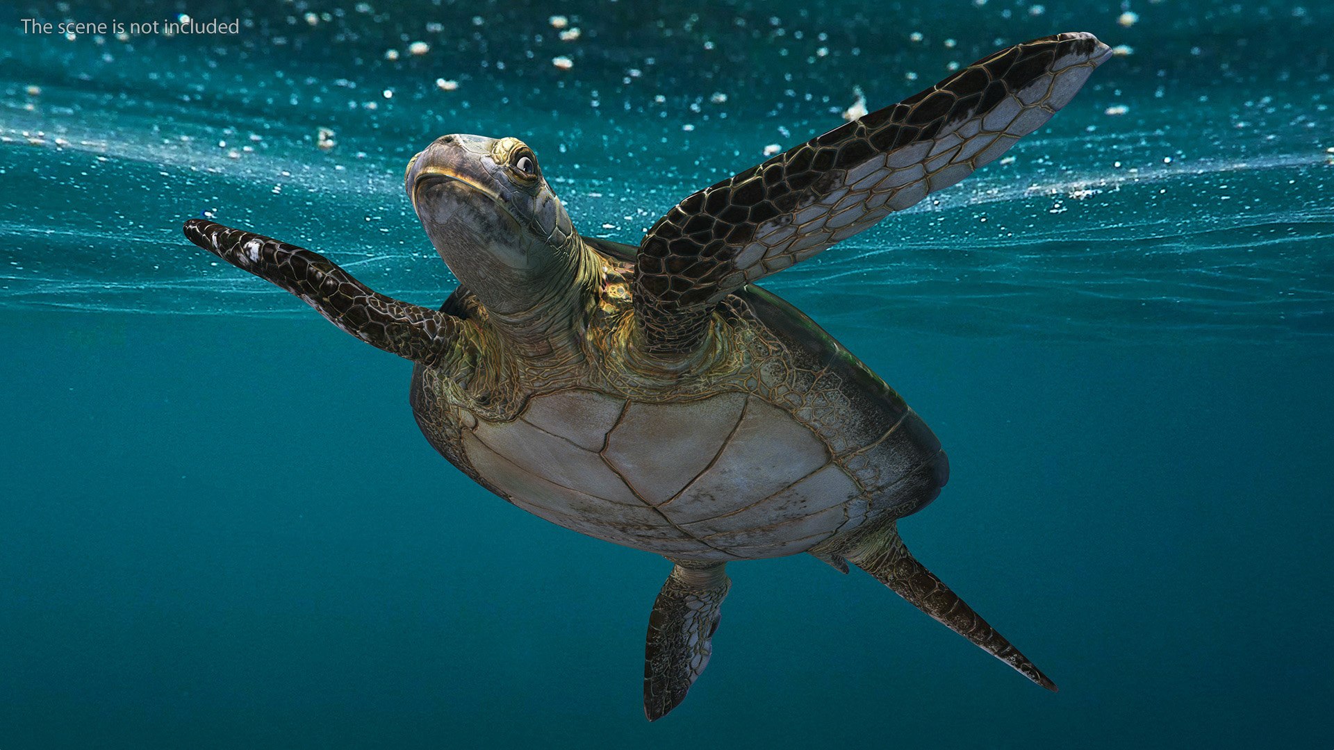 3D Realistic Sea Turtle Rigged - TurboSquid 2217441
