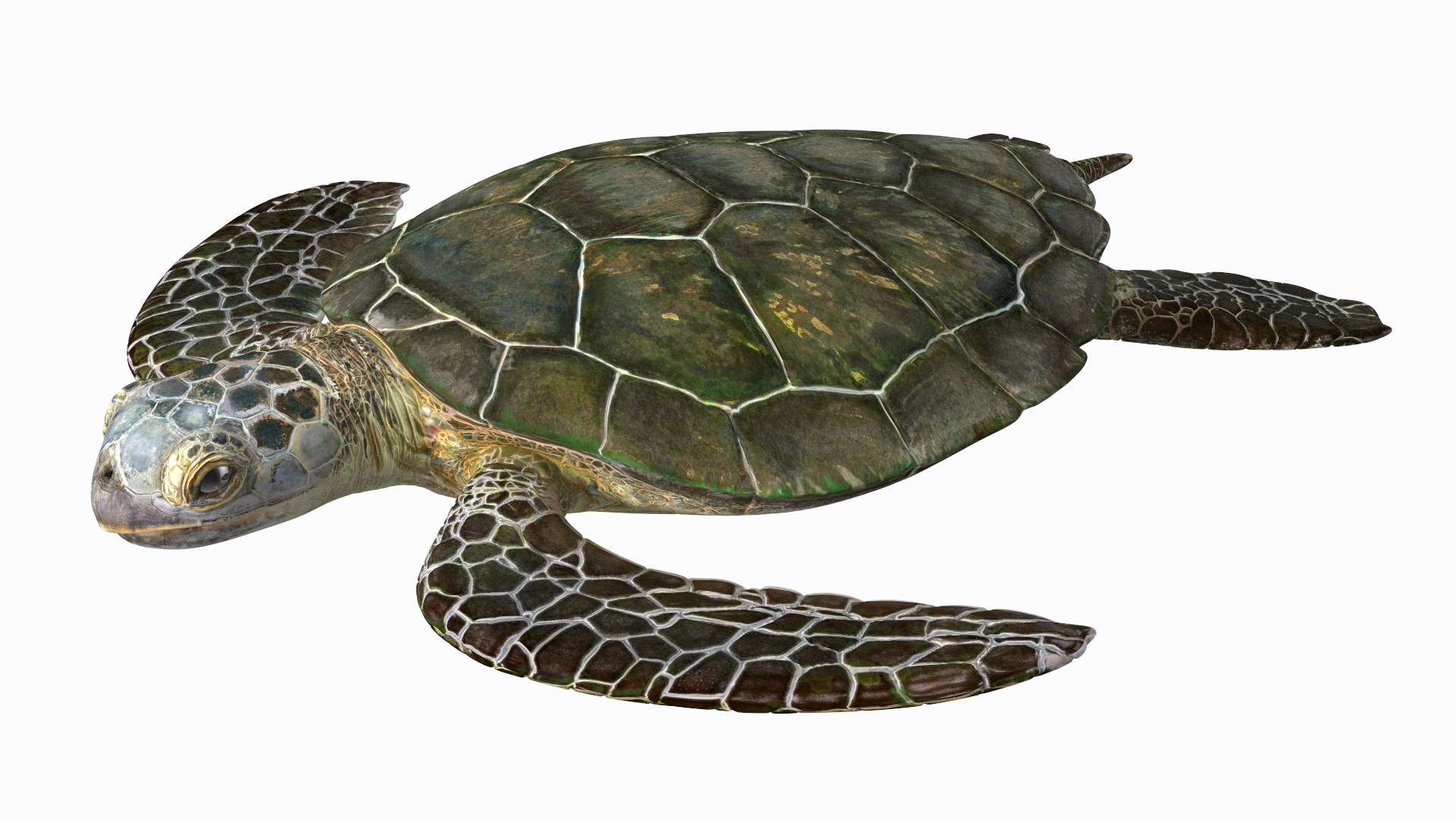 3D Realistic Sea Turtle Rigged - TurboSquid 2217441