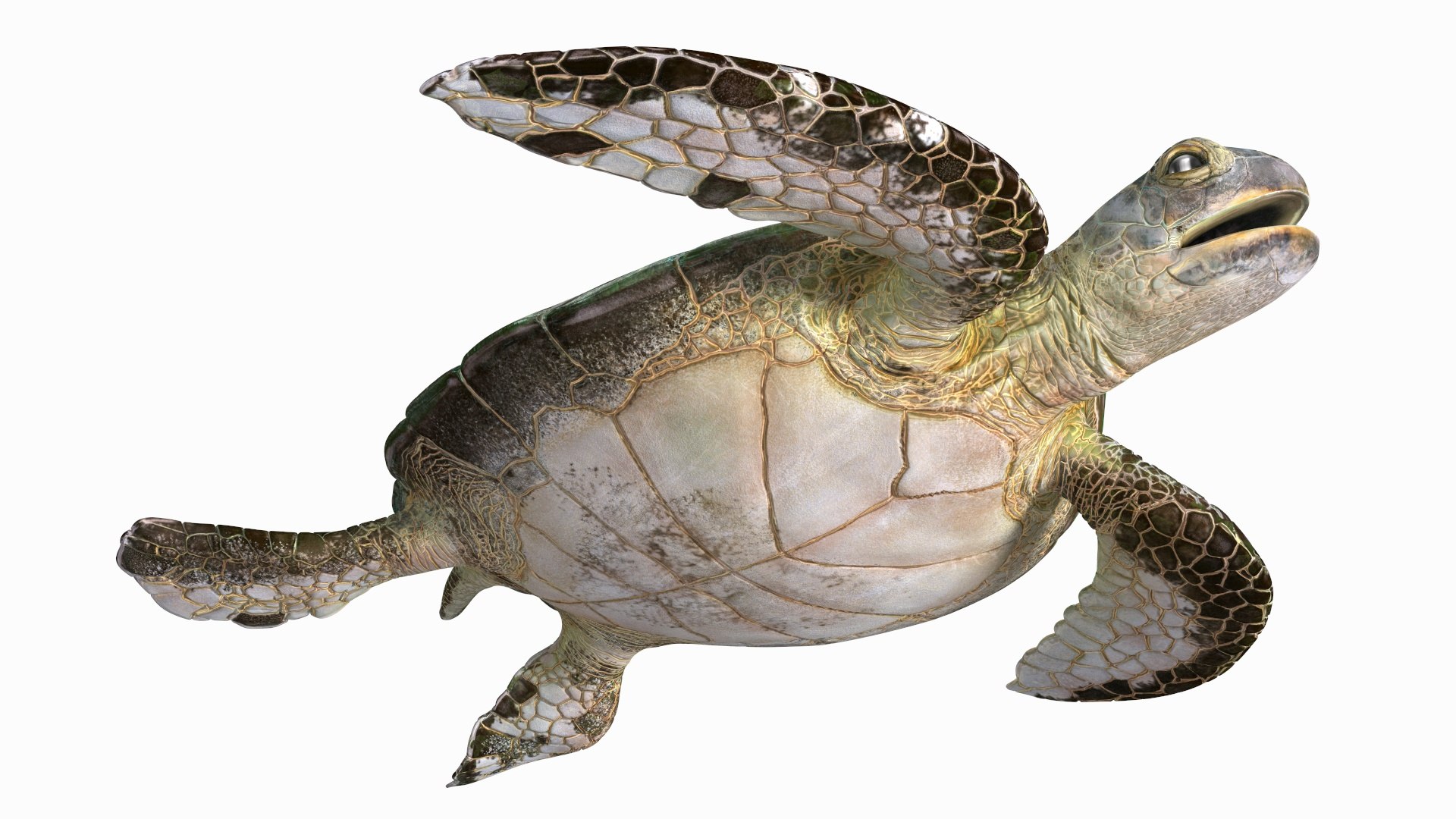 3D Realistic Sea Turtle Rigged - TurboSquid 2217441