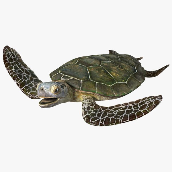 modelo 3d Tortuga marina realista aparejada - TurboSquid 2217441