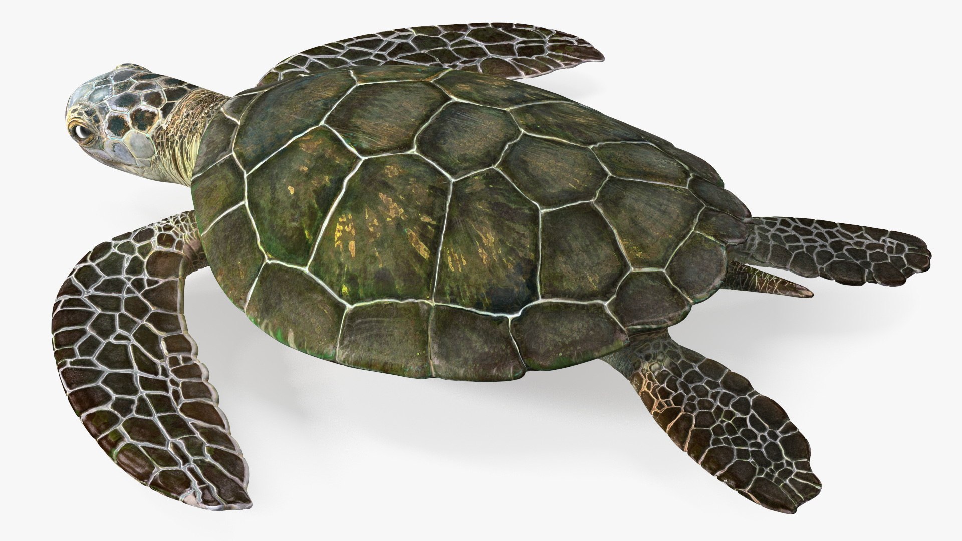 3D Realistic Sea Turtle Rigged - TurboSquid 2217441