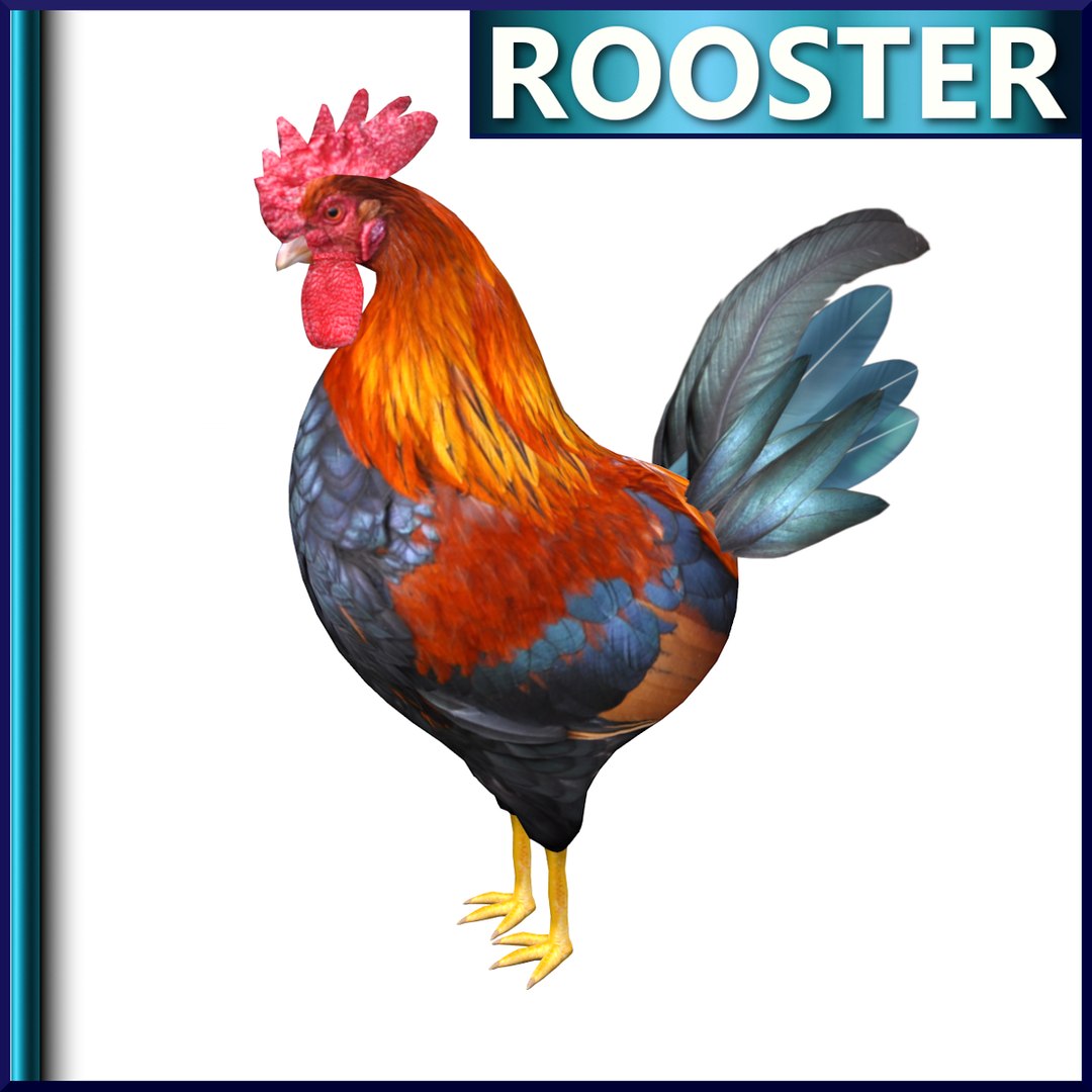 3d Model Rooster