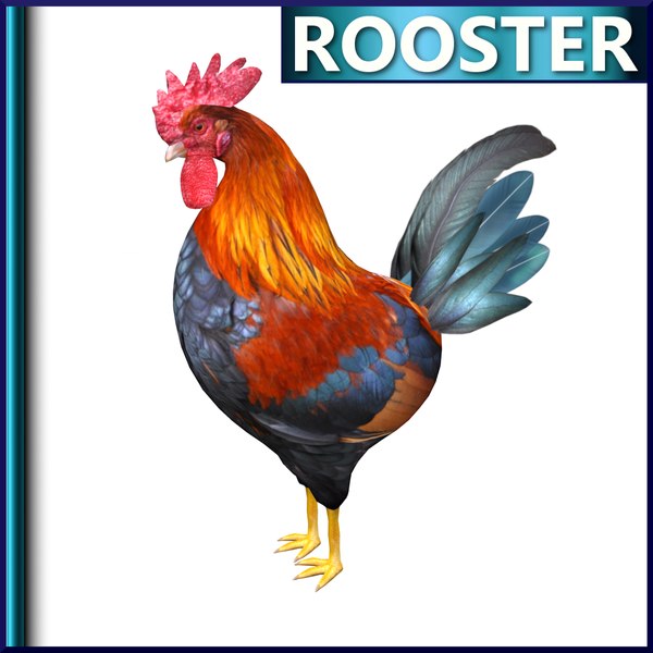 modelo 3d Gallo - TurboSquid 758986