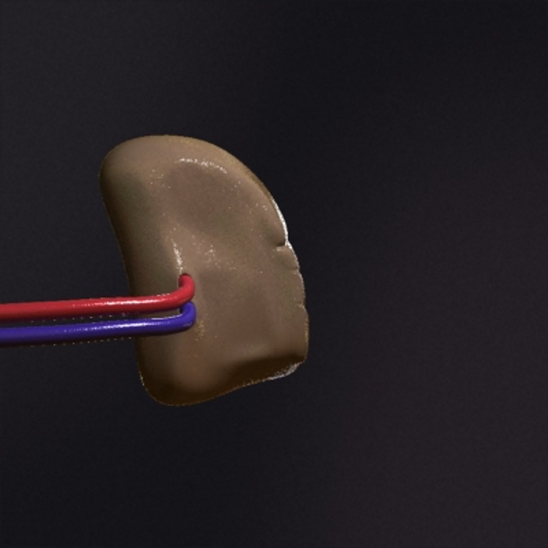 3d Realistic Human Spleen Model