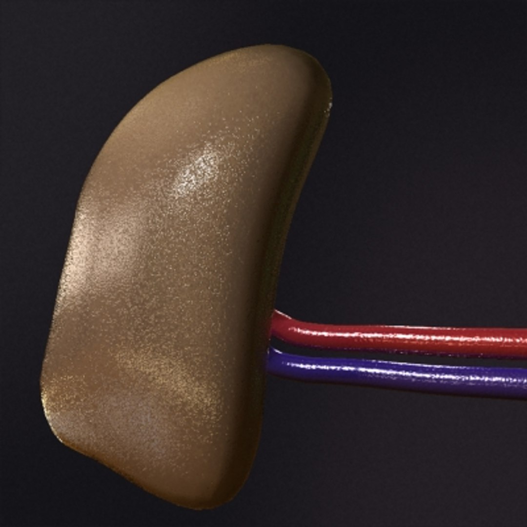 3d Realistic Human Spleen Model