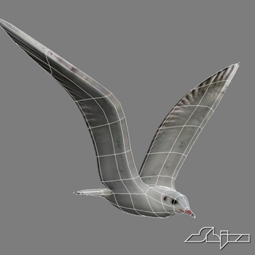 Jhonatan Livingstone V2 Flying Seagull 3d Model