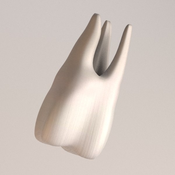 3d second molar model