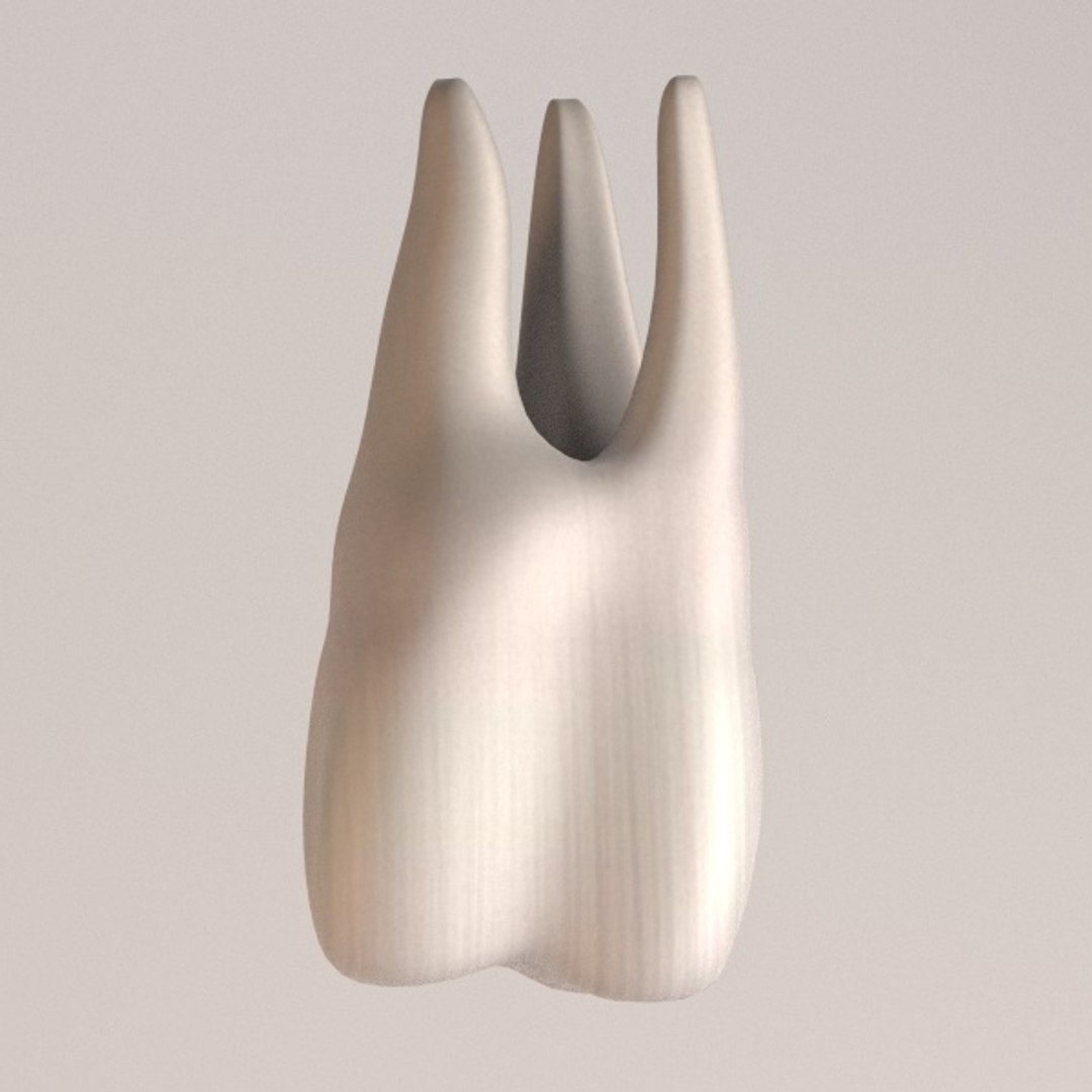 3d second molar model