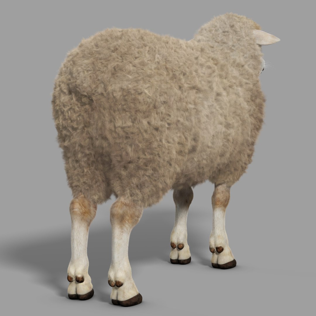 3d model sheep fur