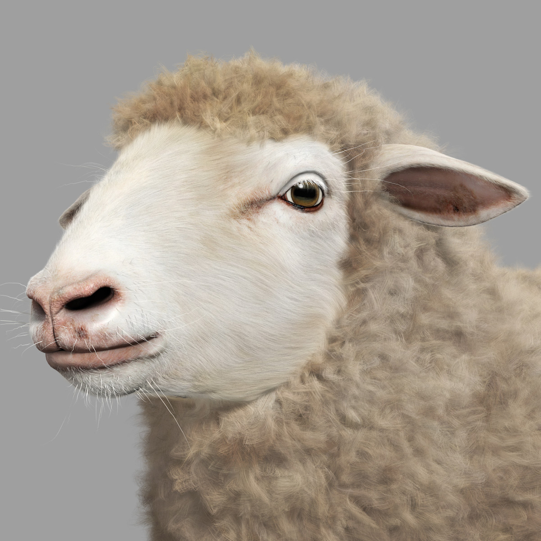 3d model sheep fur