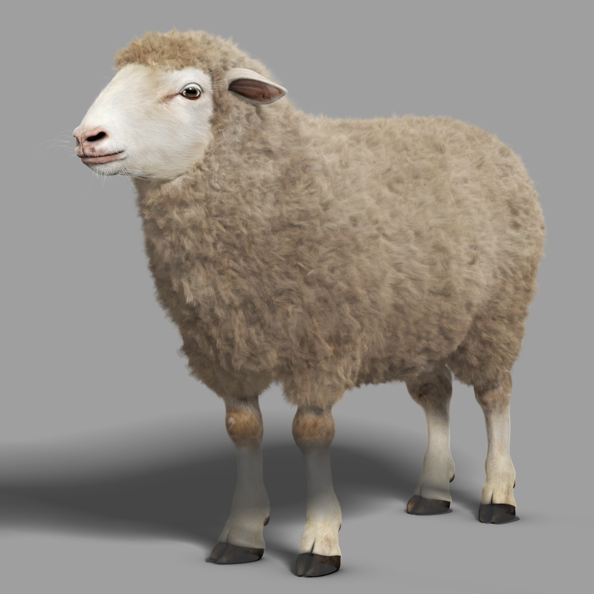 3d model sheep fur