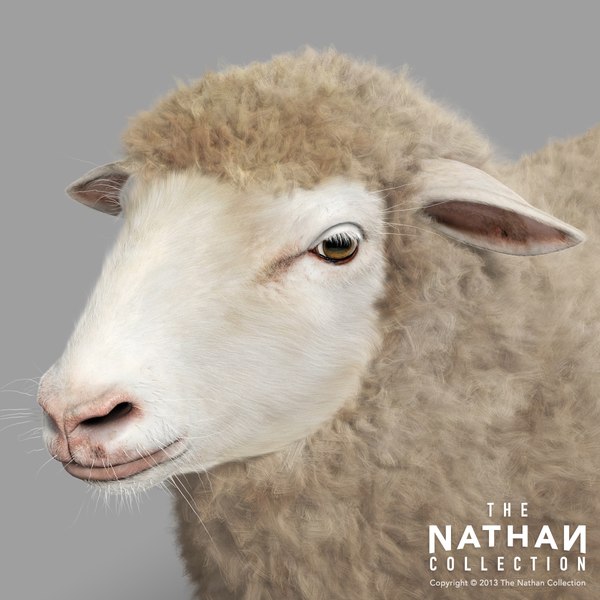 3d model sheep fur