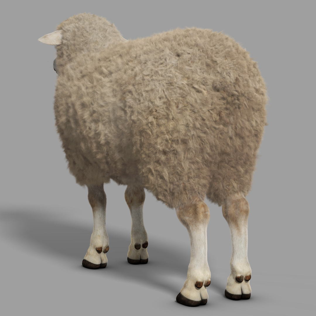 3d model sheep fur