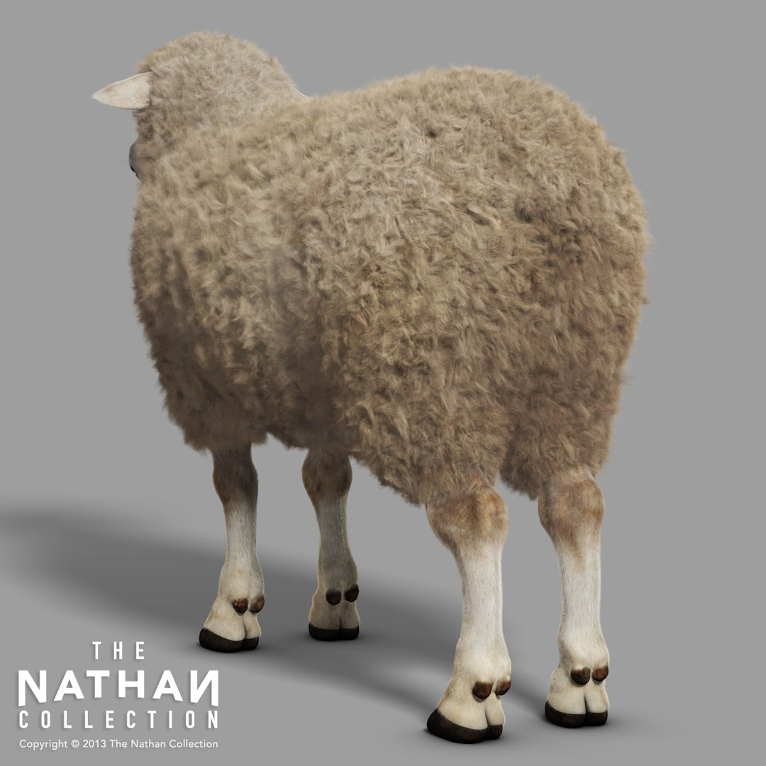 3d Model Sheep Fur