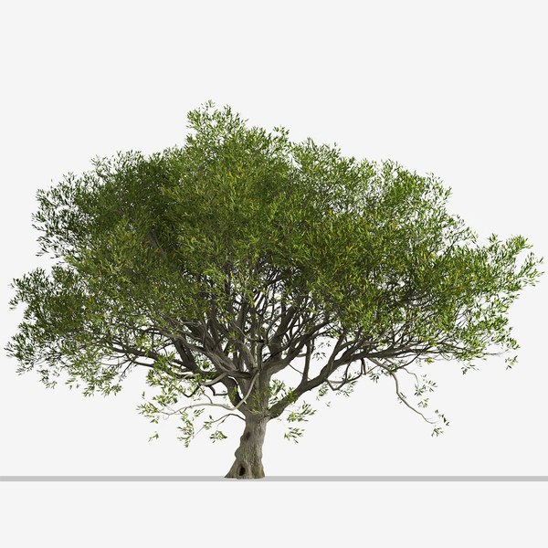 3D Set of Acacia melanoxylon or Australian blackwood Tree - 2 Trees ...