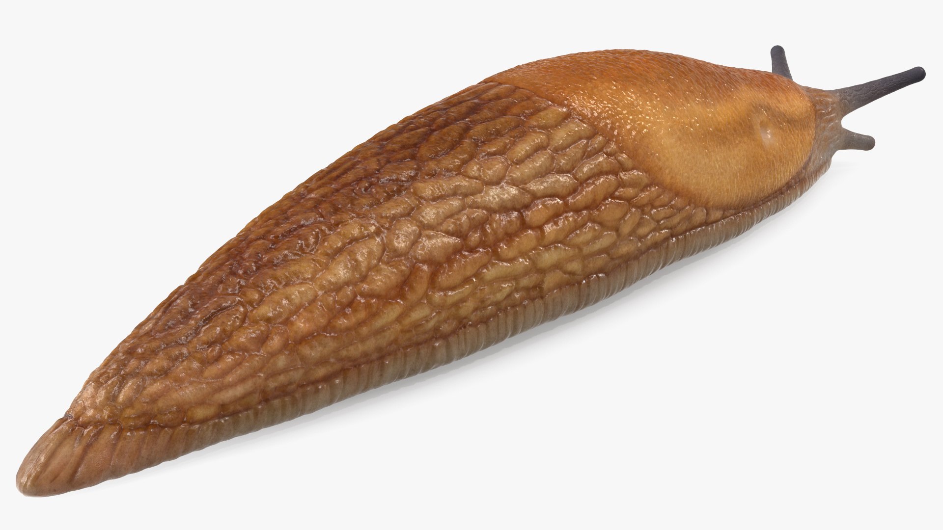 3D Slug Dusky Arion Rigged - TurboSquid 2013452