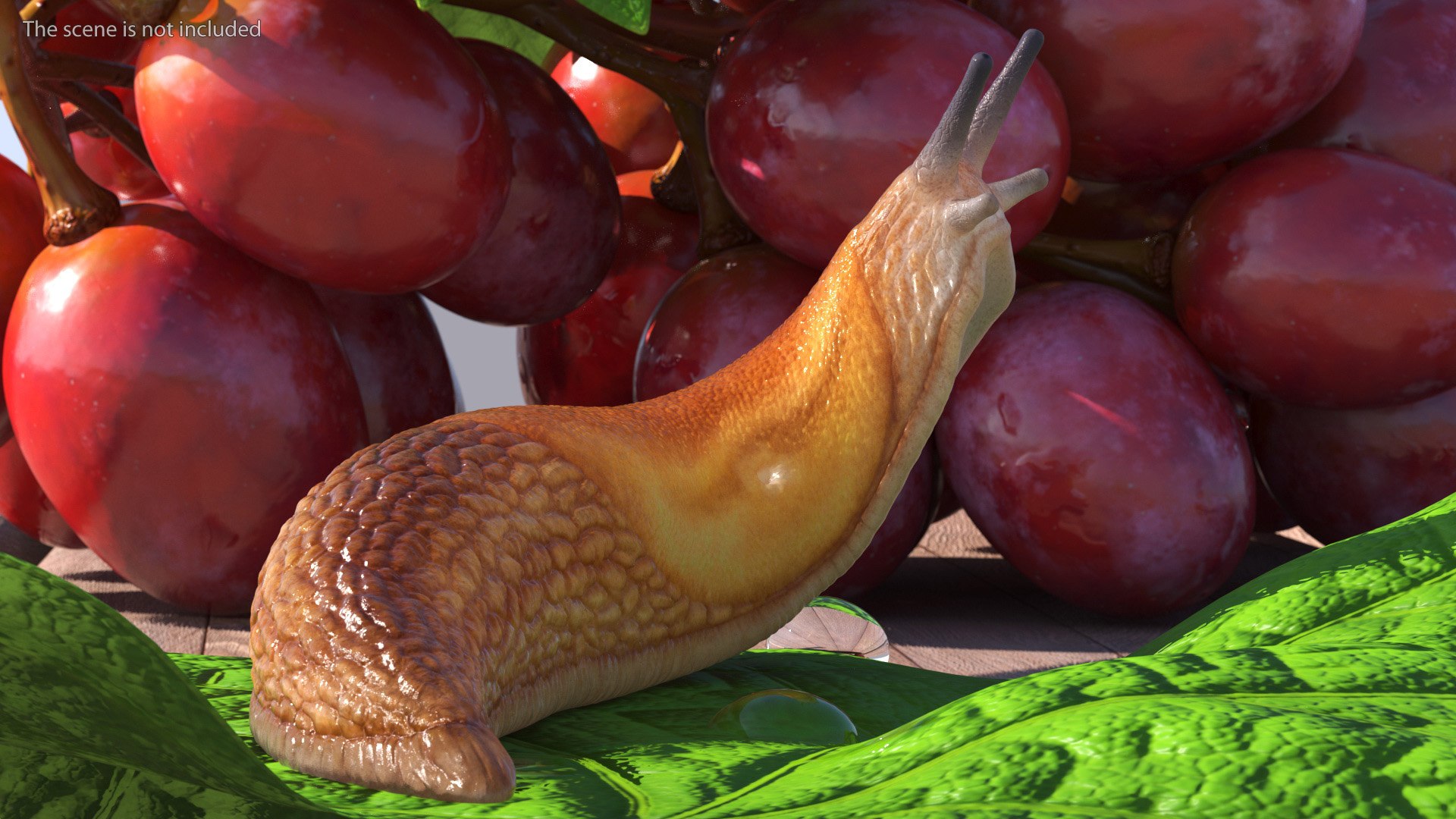 3D Slug Dusky Arion Rigged - TurboSquid 2013452