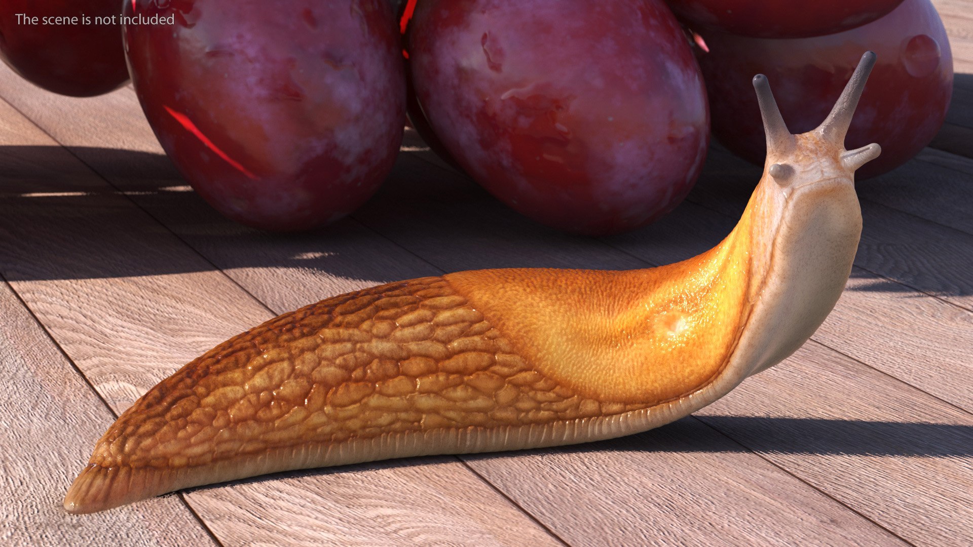 3D Slug Dusky Arion Rigged - TurboSquid 2013452