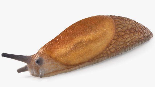 3D Slug Dusky Arion Rigged - TurboSquid 2013452