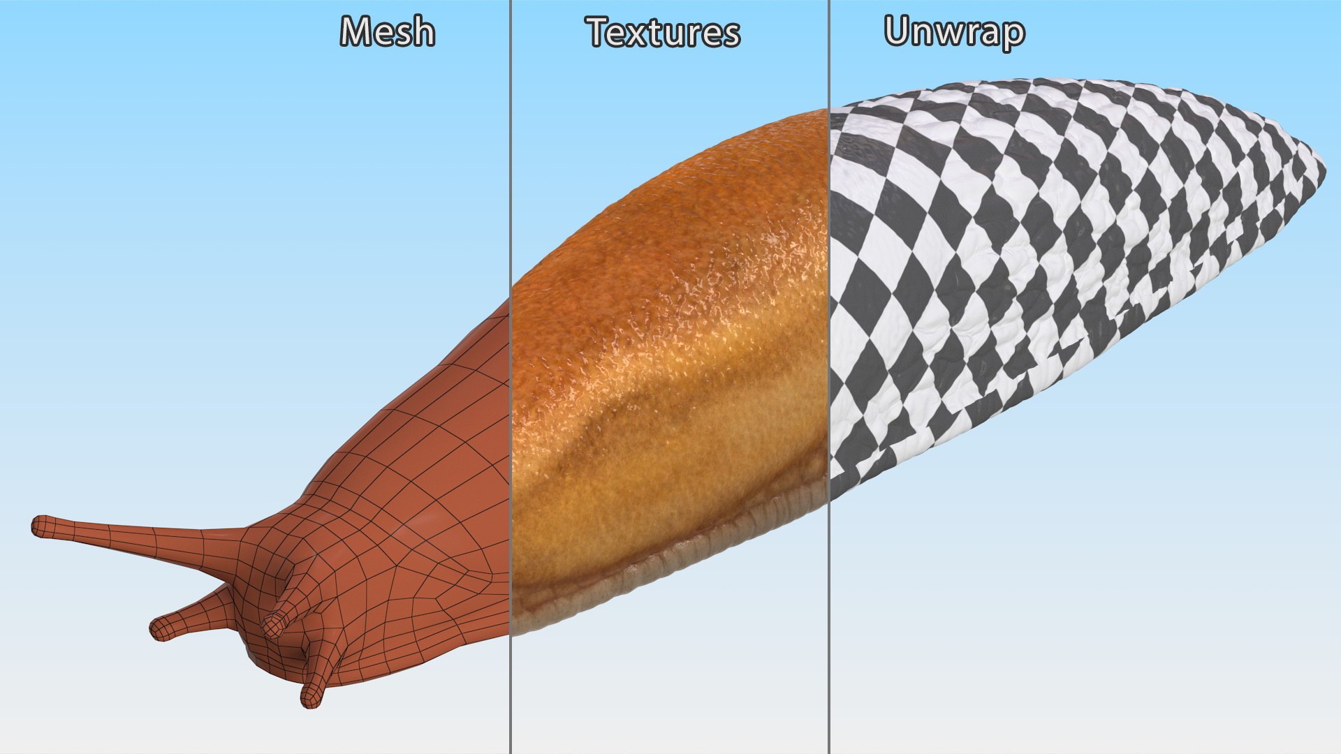 3D Slug Dusky Arion Rigged - TurboSquid 2013452