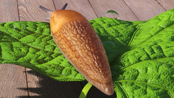 3D Slug Dusky Arion Rigged - TurboSquid 2013452