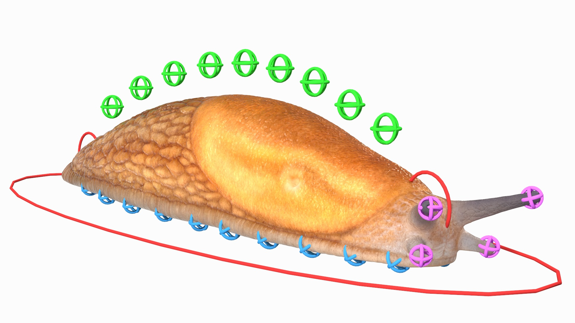 3D Slug Dusky Arion Rigged - TurboSquid 2013452