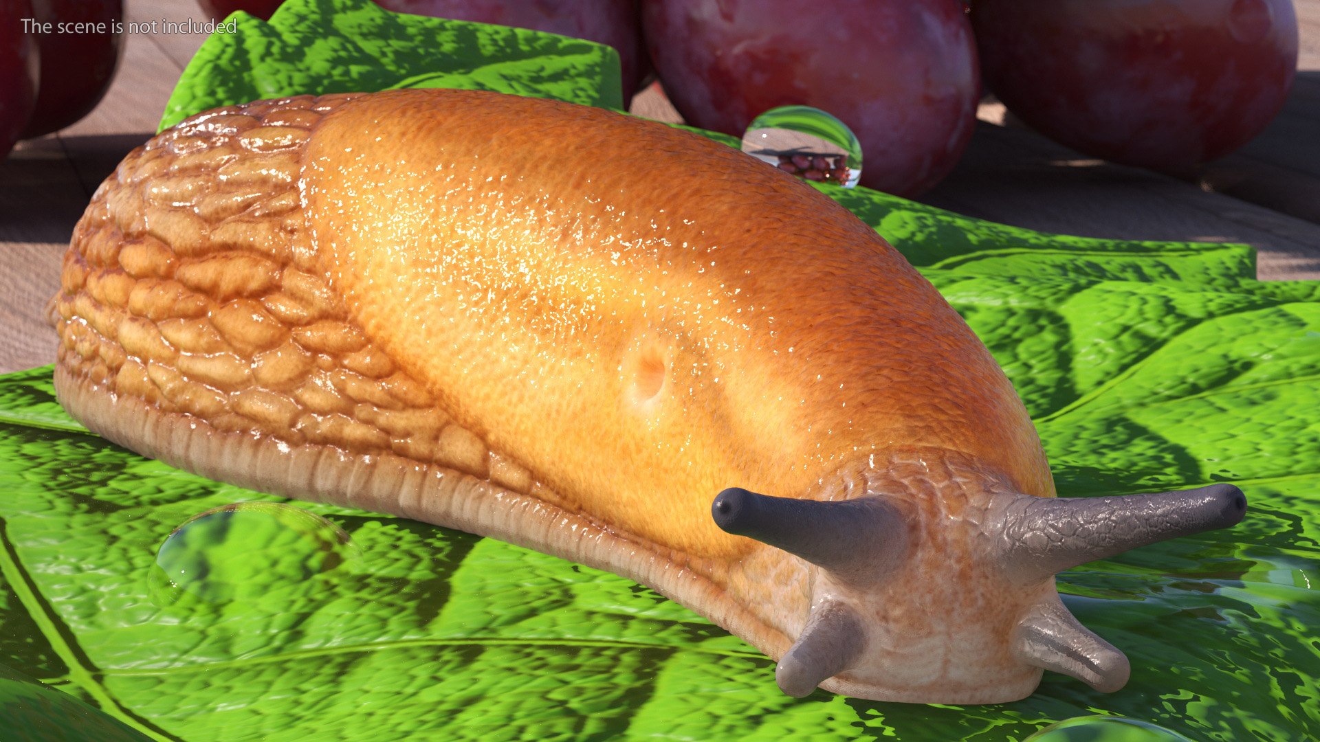 3D Slug Dusky Arion Rigged - TurboSquid 2013452