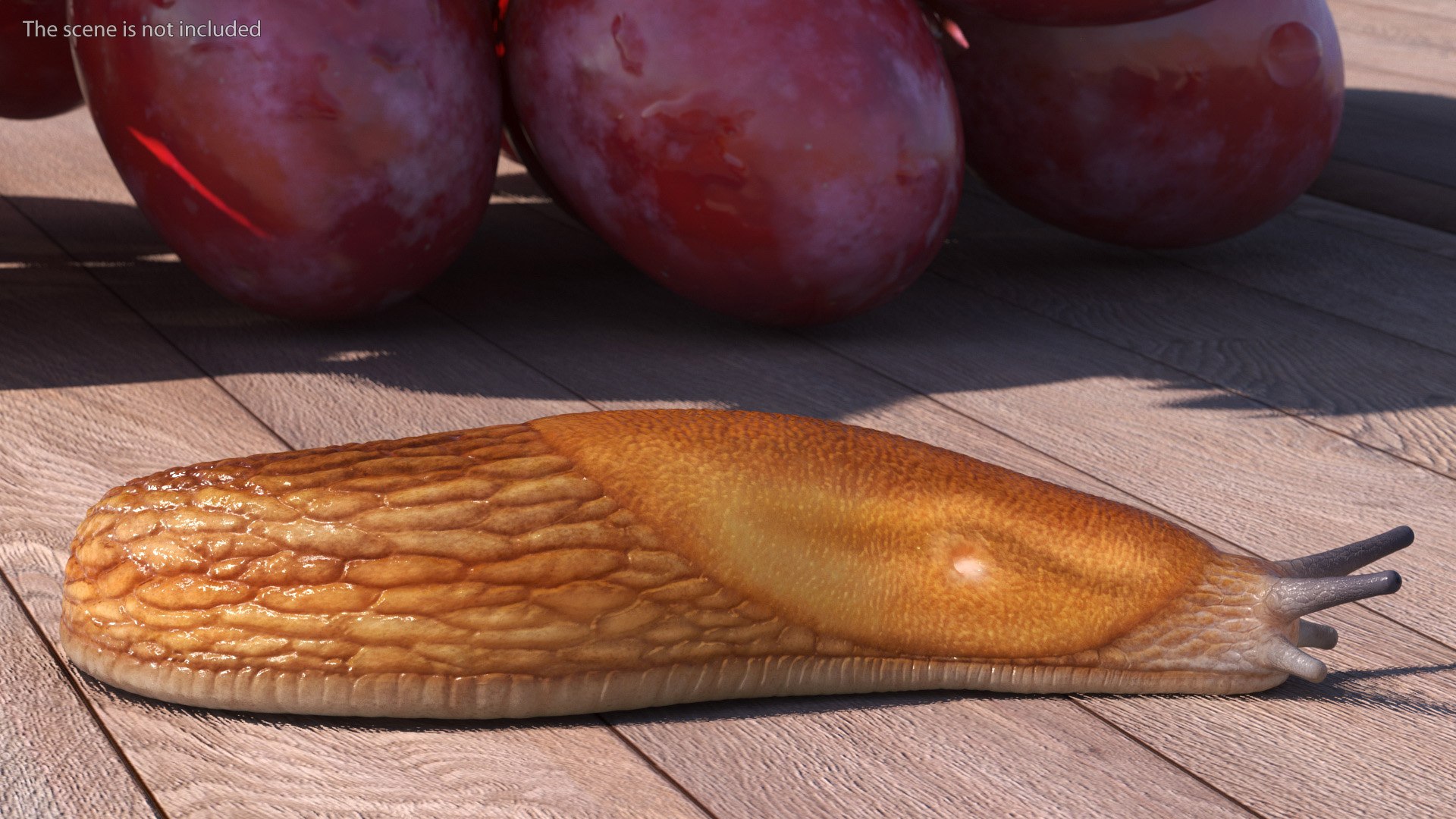 3D Slug Dusky Arion Rigged - TurboSquid 2013452