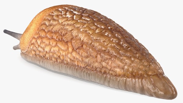 3D Slug Dusky Arion Rigged - TurboSquid 2013452