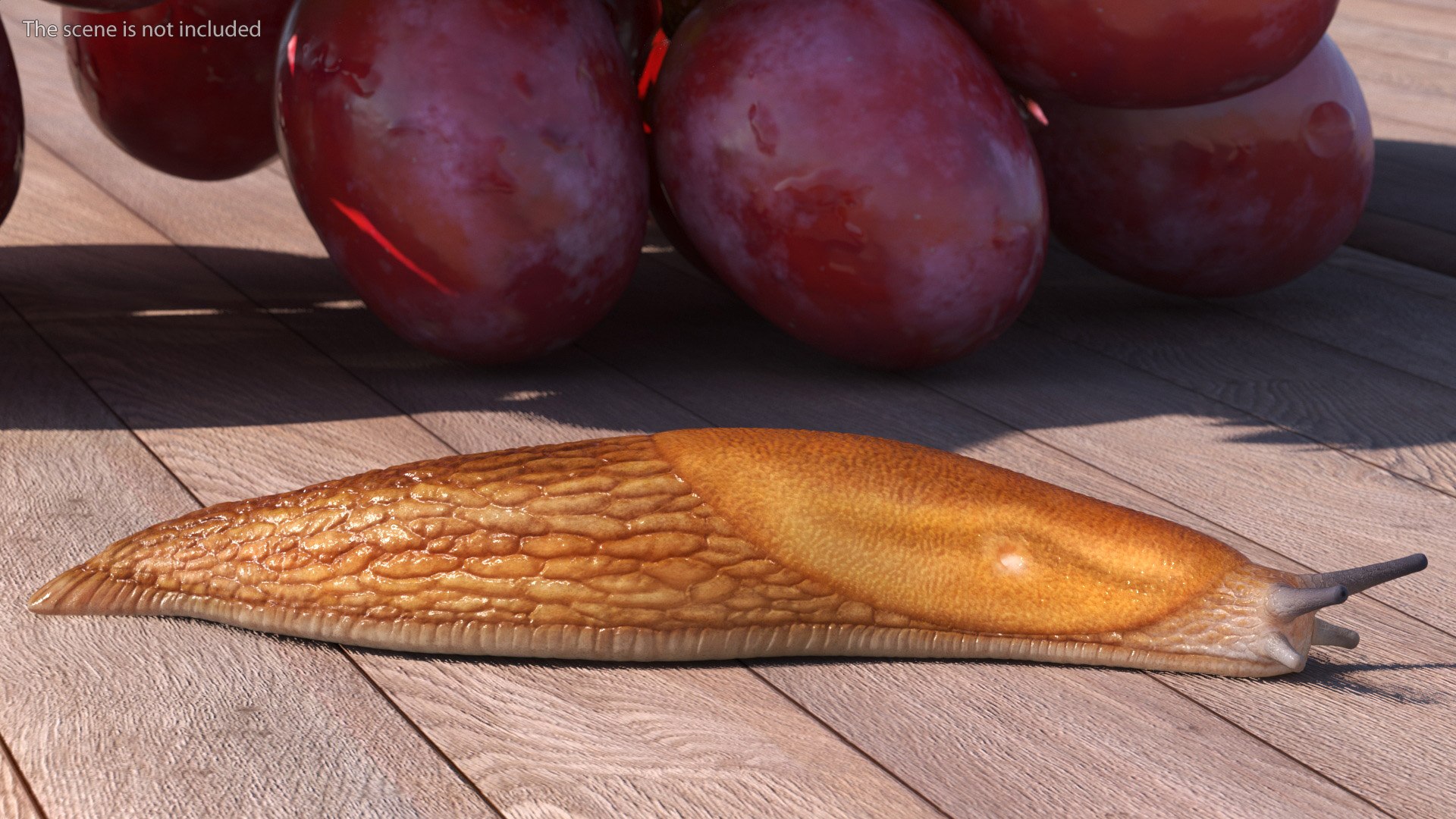 3D Slug Dusky Arion Rigged - TurboSquid 2013452