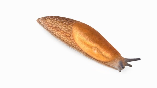 3D Slug Dusky Arion Rigged - TurboSquid 2013452