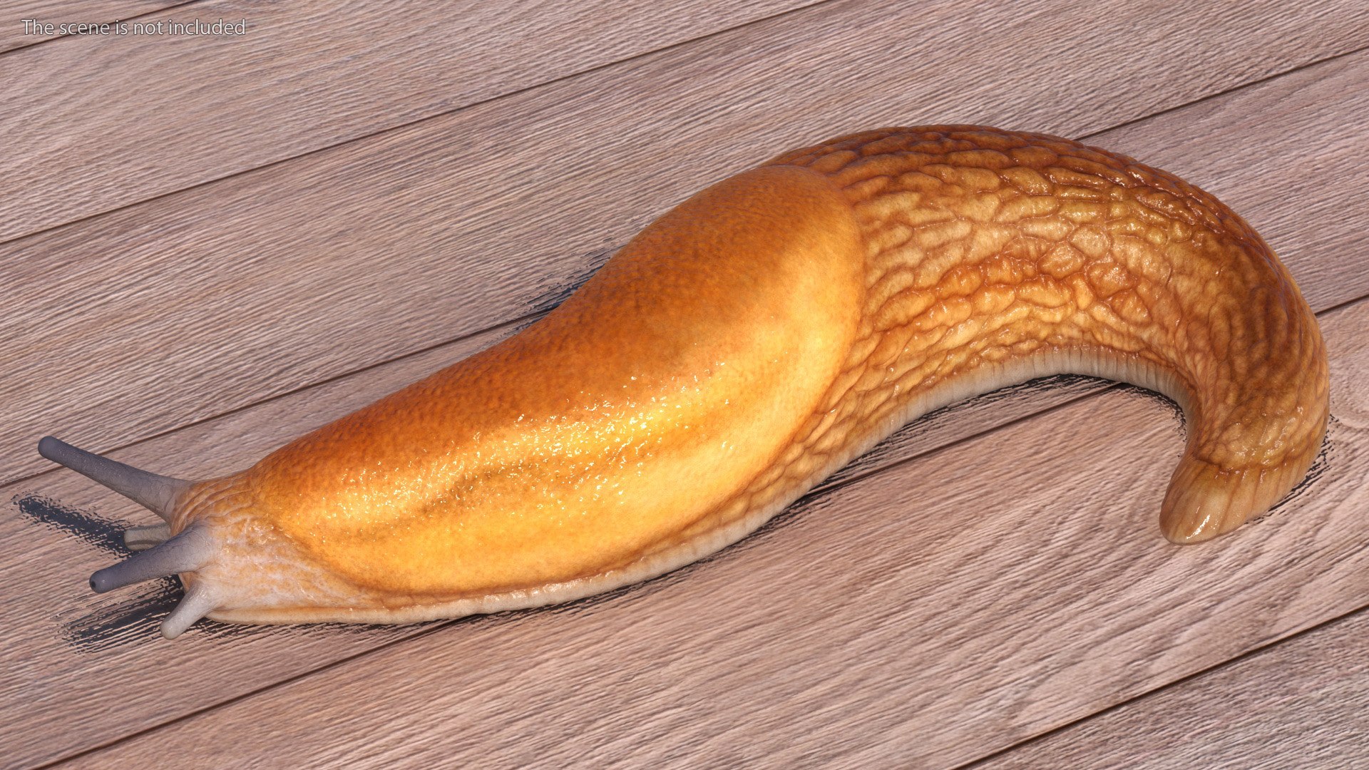 3D Slug Dusky Arion Rigged - TurboSquid 2013452