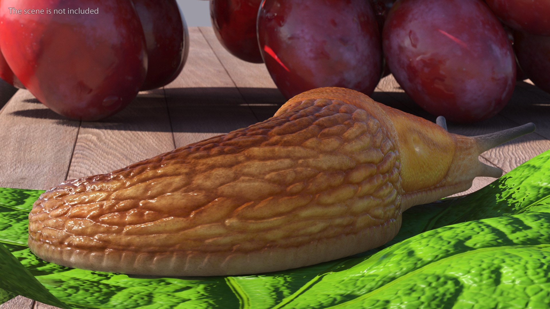 3D Slug Dusky Arion Rigged - TurboSquid 2013452