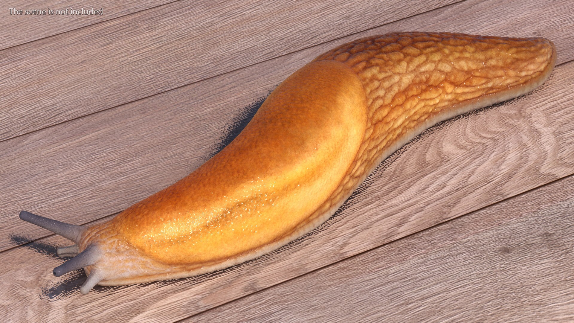 3D Slug Dusky Arion Rigged - TurboSquid 2013452