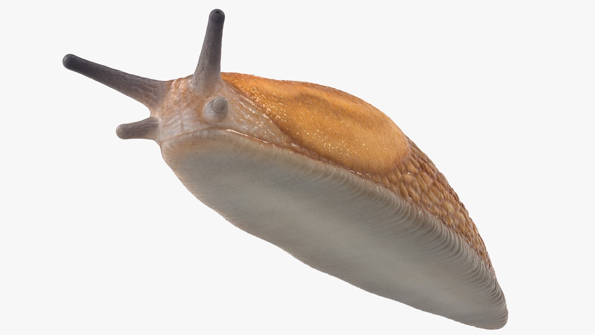 3D Slug Dusky Arion Rigged - TurboSquid 2013452