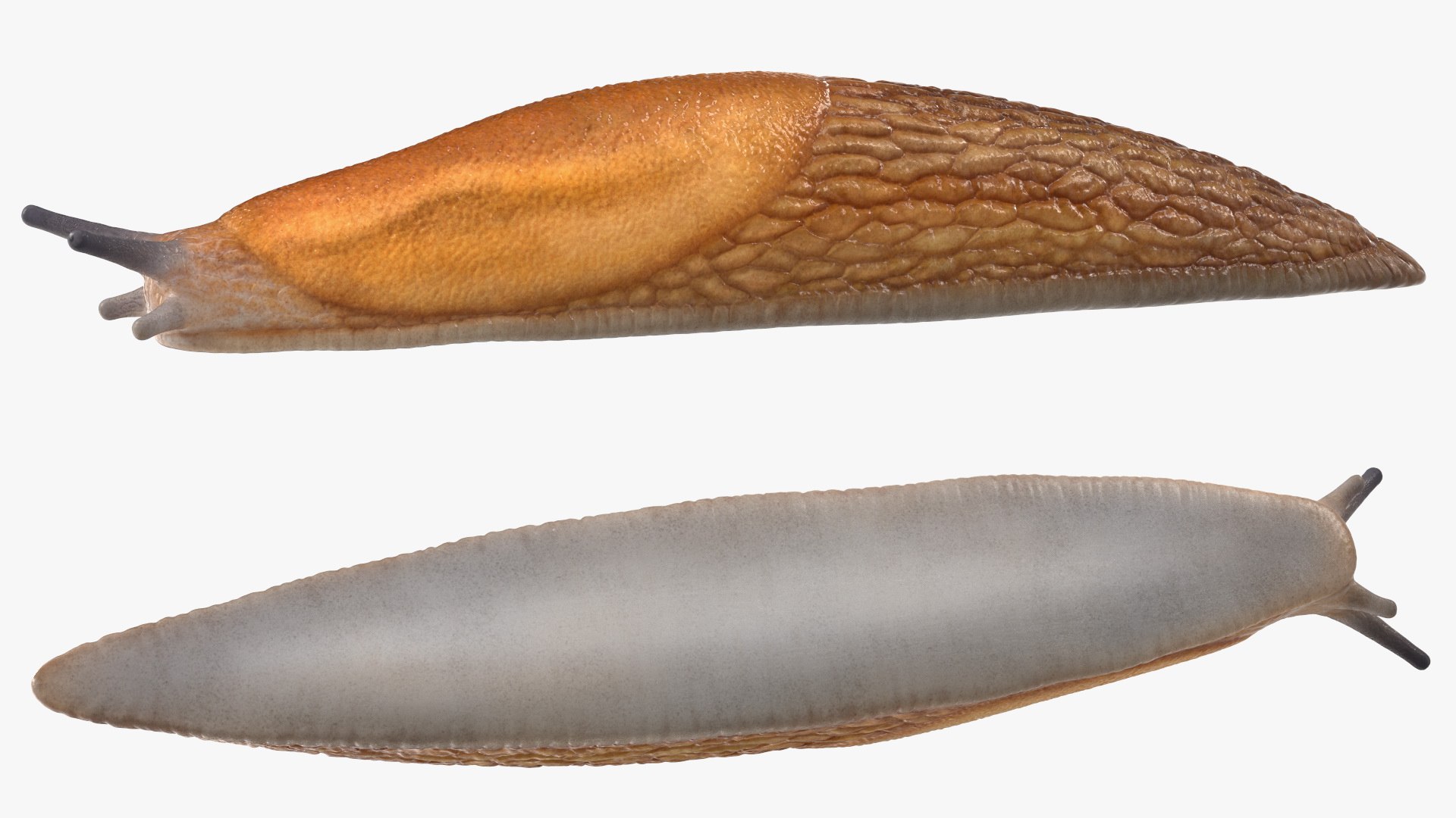 3D Slug Dusky Arion Rigged - TurboSquid 2013452