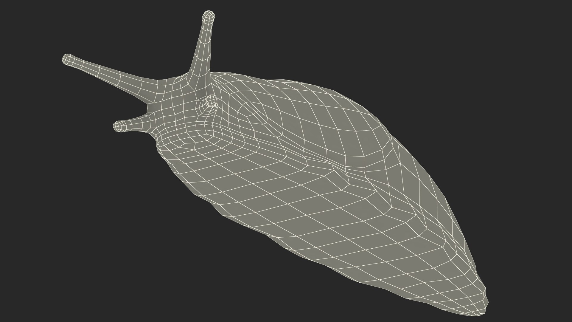 3D Slug Dusky Arion Rigged - TurboSquid 2013452