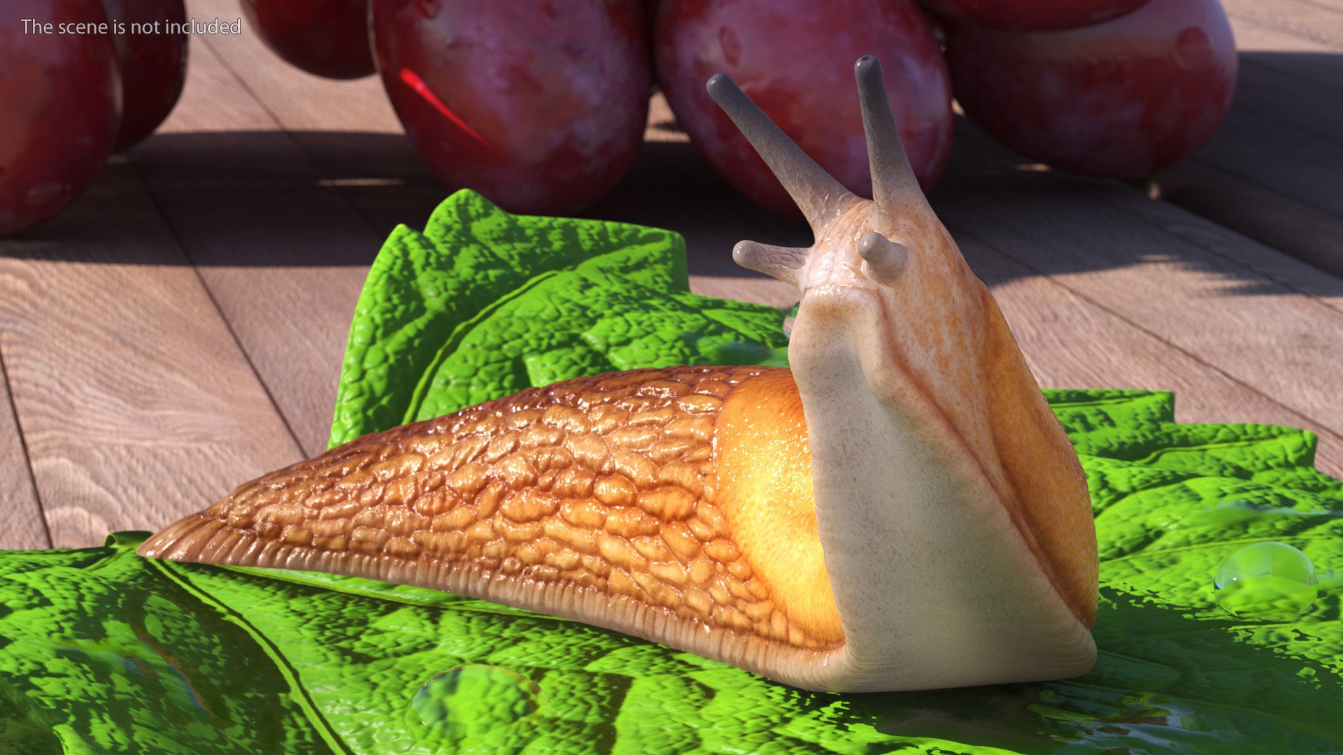 3D Slug Dusky Arion Rigged - TurboSquid 2013452