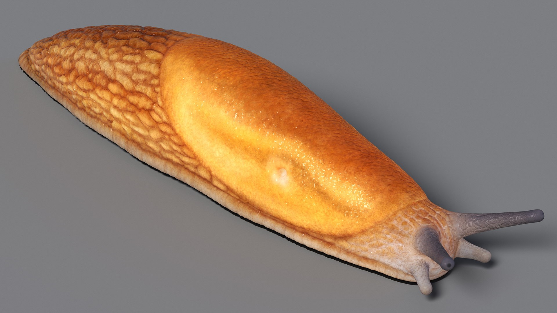 3D Slug Dusky Arion Rigged - TurboSquid 2013452