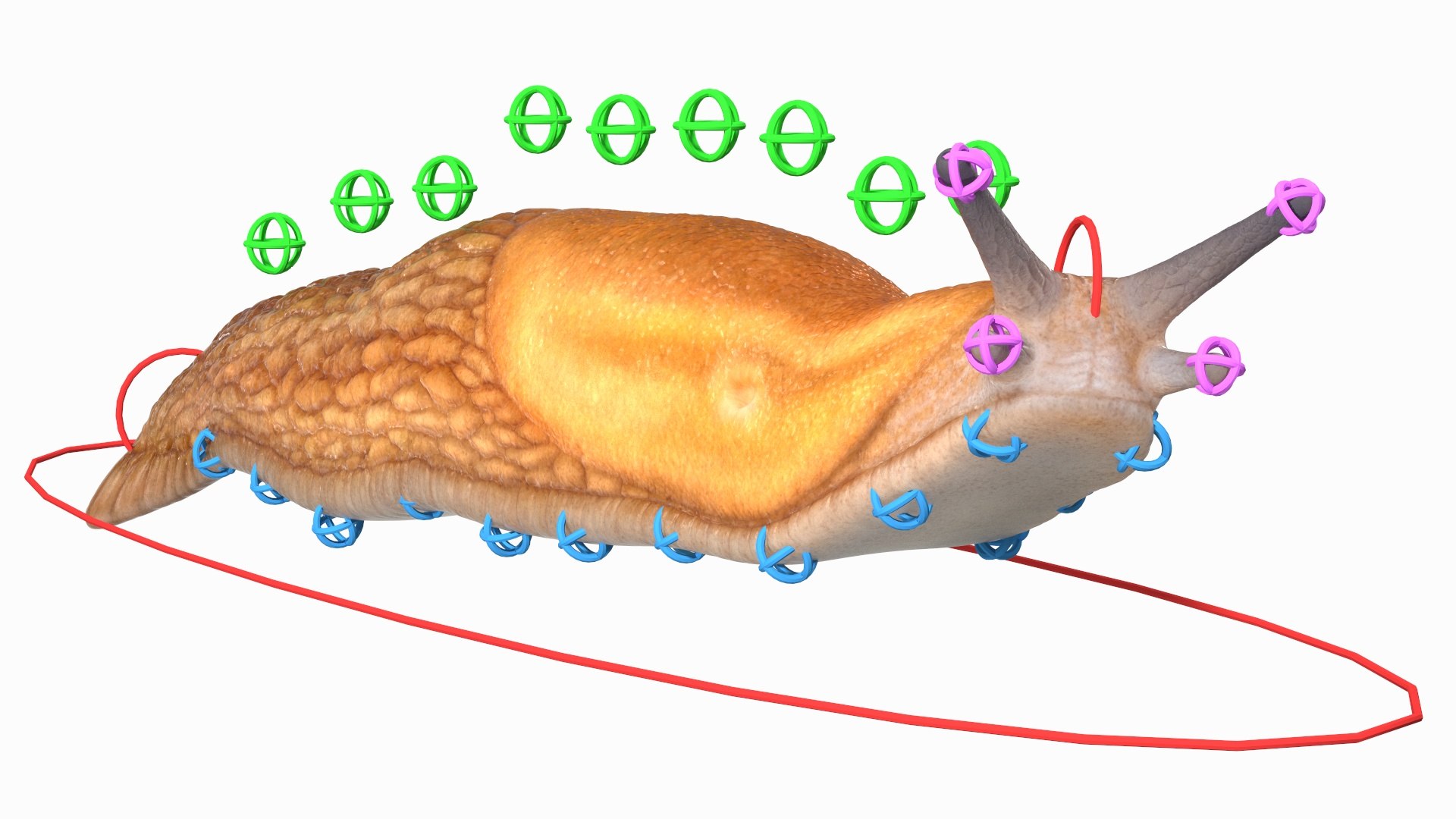 3D Slug Dusky Arion Rigged - TurboSquid 2013452
