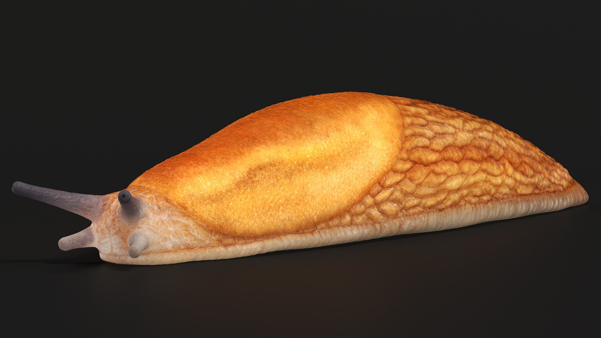 3D Slug Dusky Arion Rigged - TurboSquid 2013452