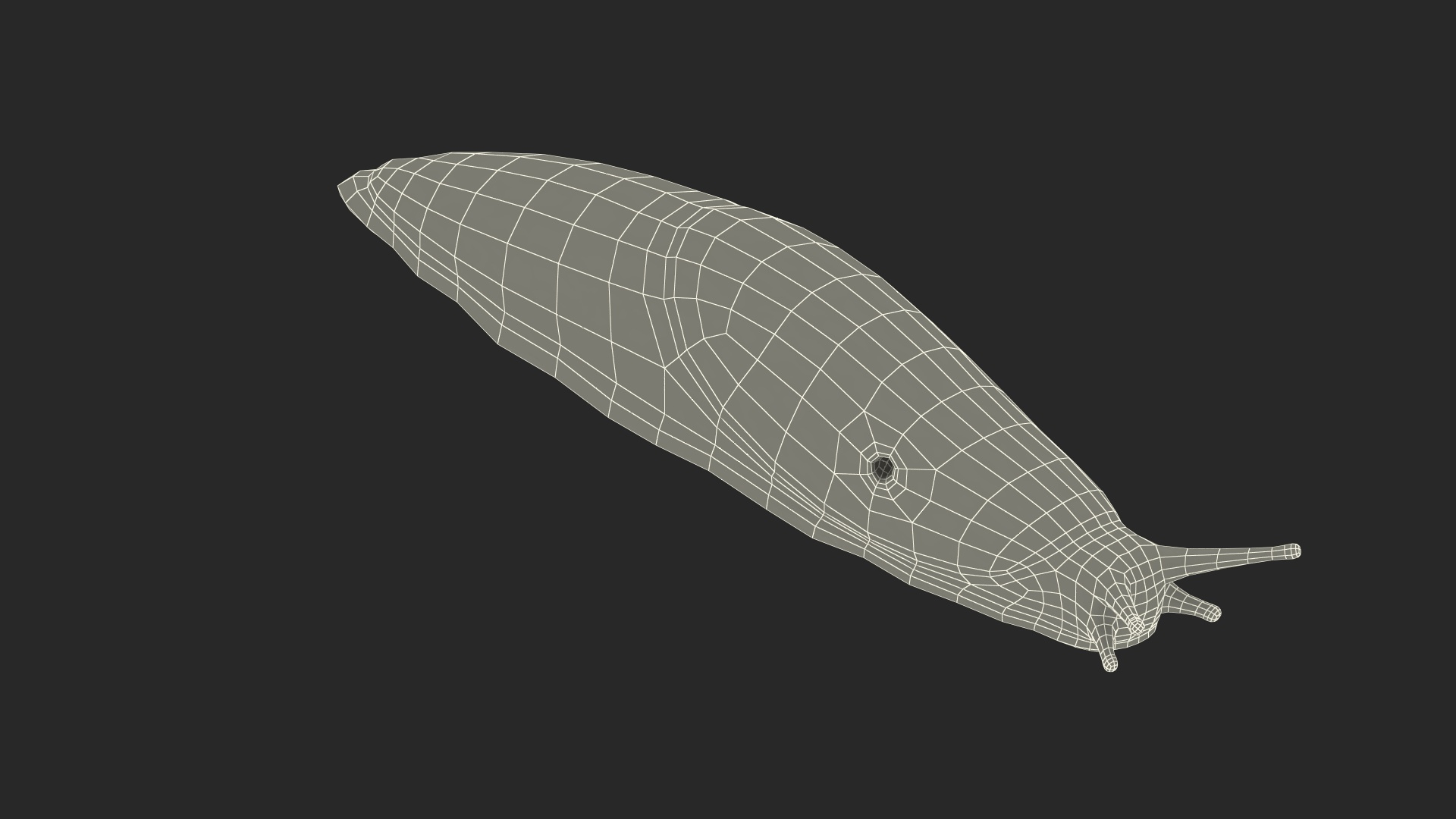 3D Slug Dusky Arion Rigged - TurboSquid 2013452