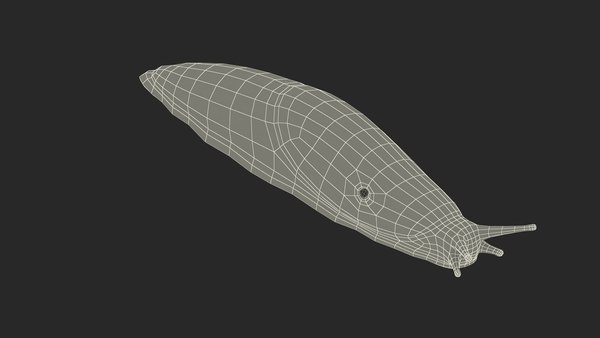 3D Slug Dusky Arion Rigged - TurboSquid 2013452