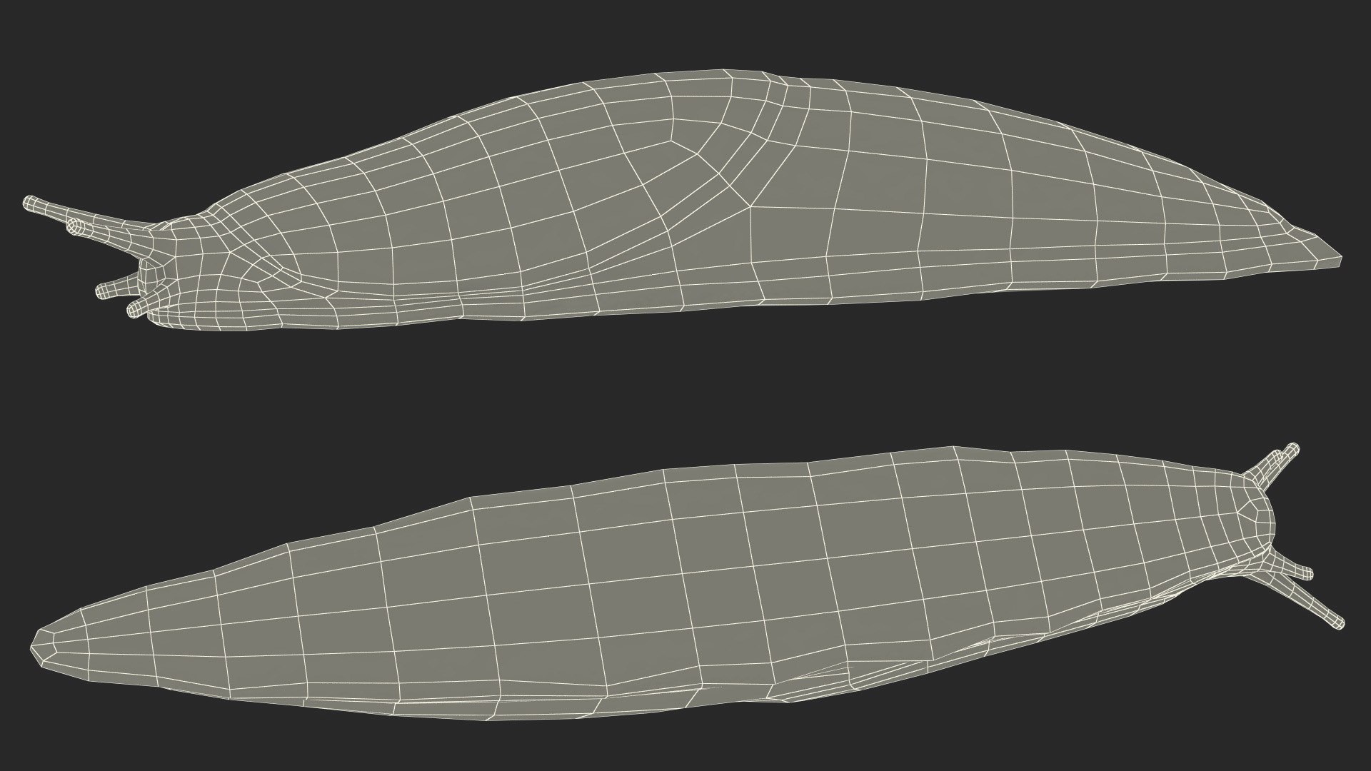 3D Slug Dusky Arion Rigged - TurboSquid 2013452