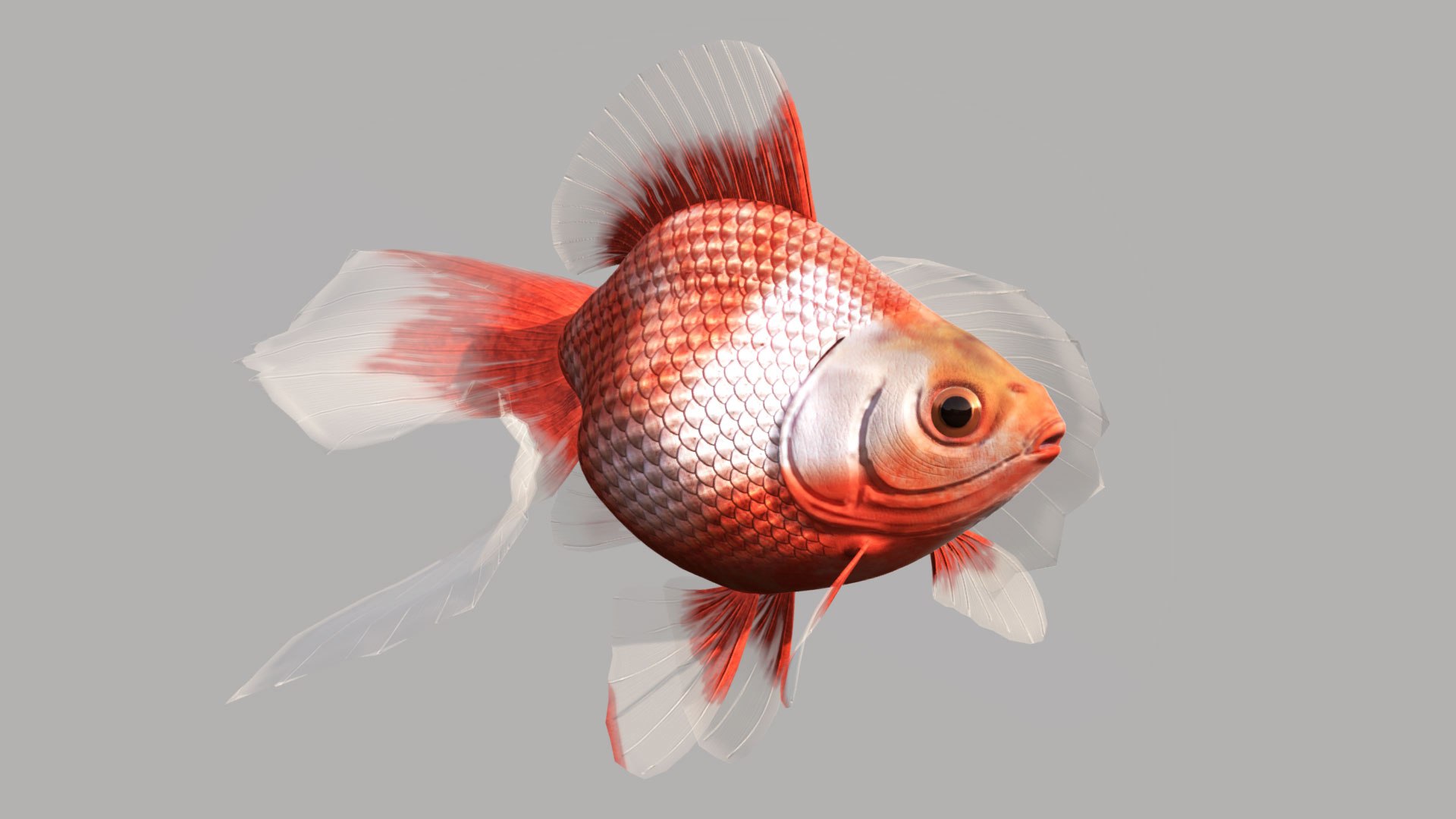 3D Model Fish Goldfish - TurboSquid 1667357