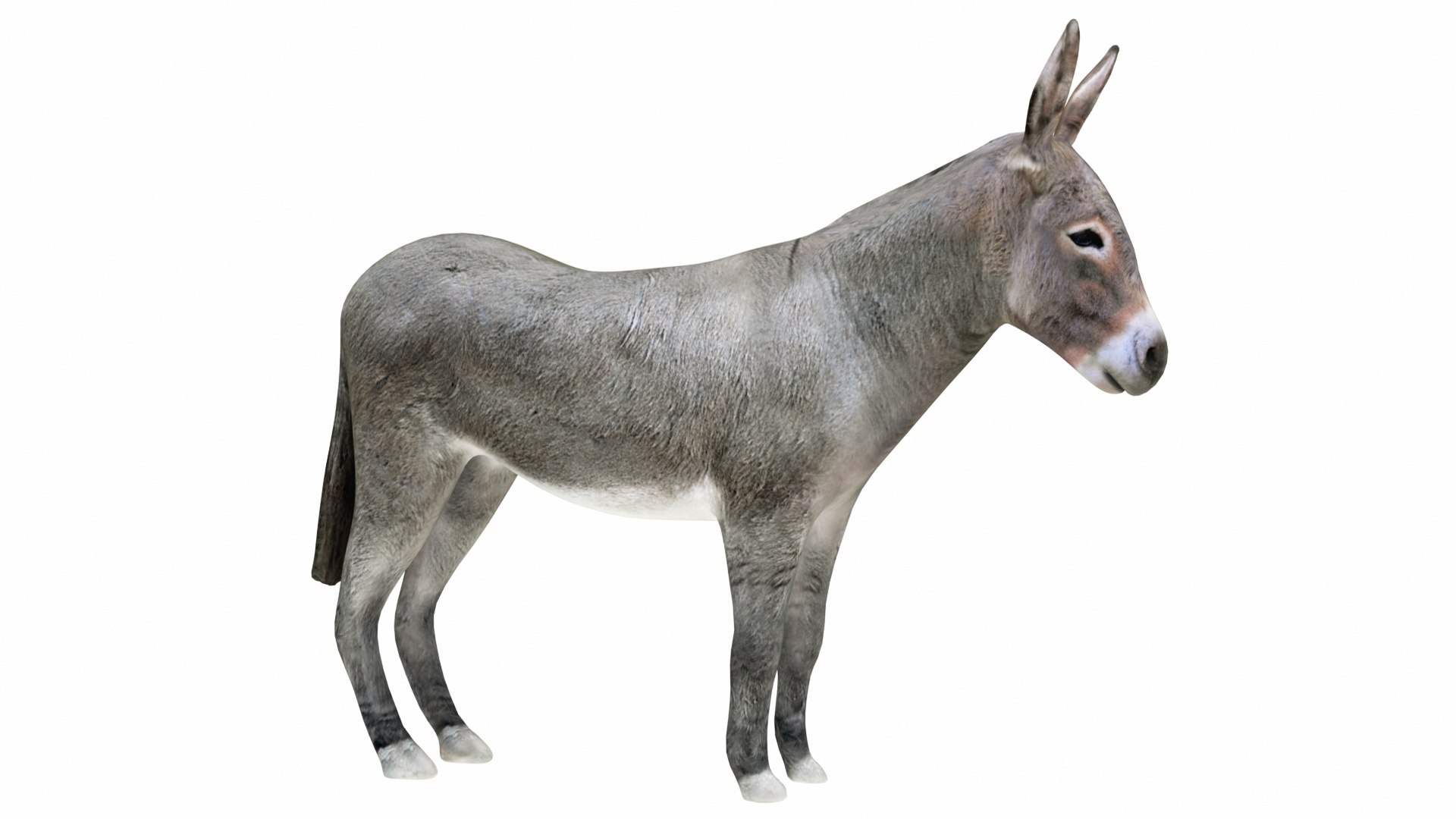 Donkey Gray 3D Model - TurboSquid 2328518
