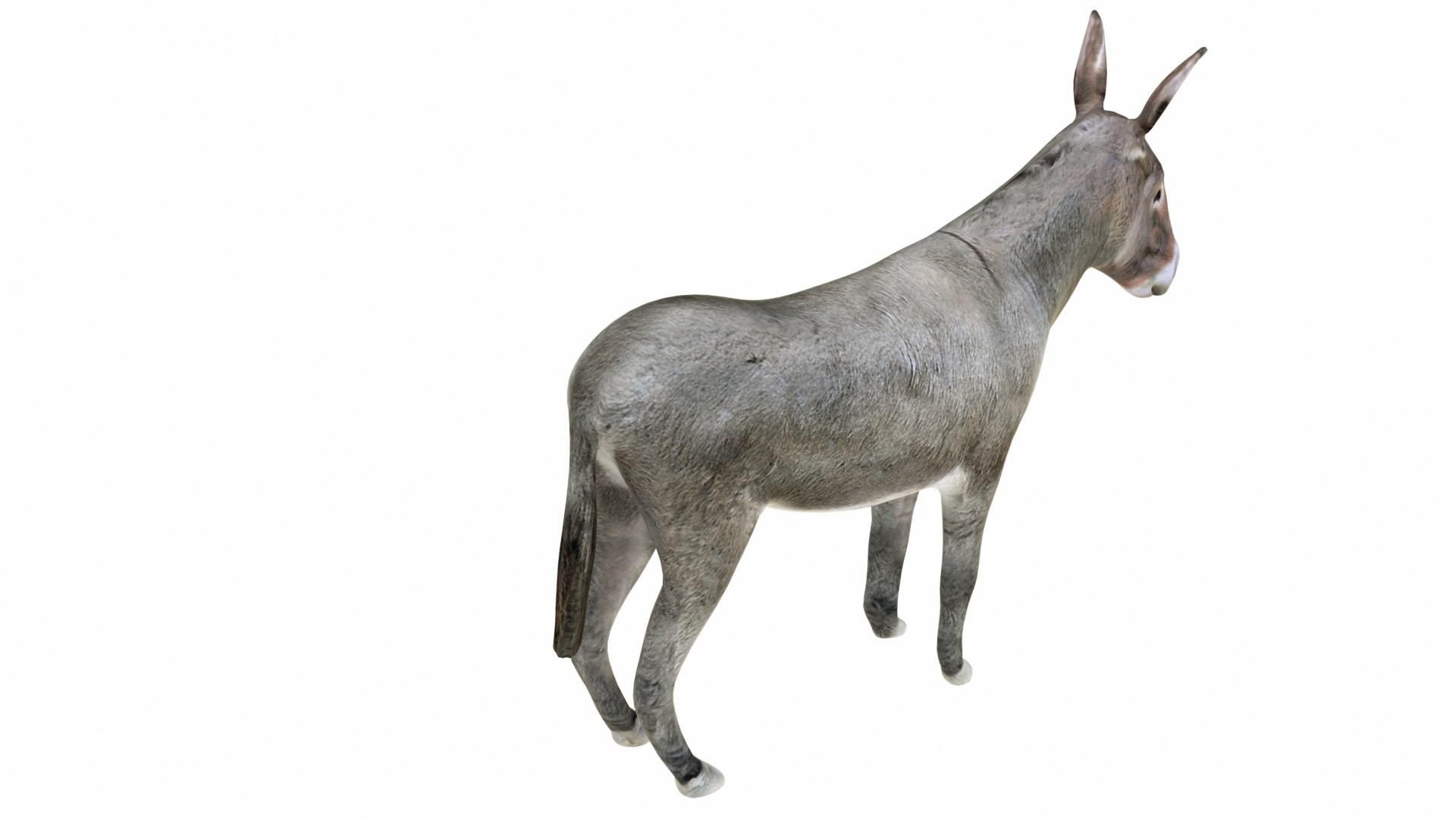 Donkey Gray 3D Model - TurboSquid 2328518