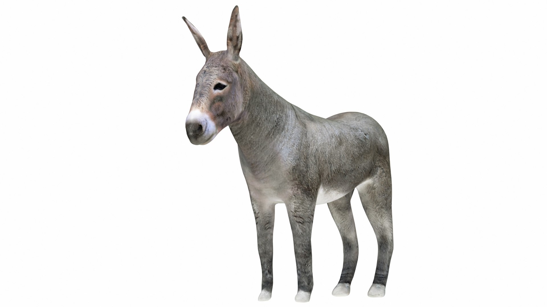 Donkey Gray 3D Model - TurboSquid 2328518