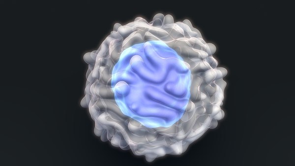 3d white blood cell model